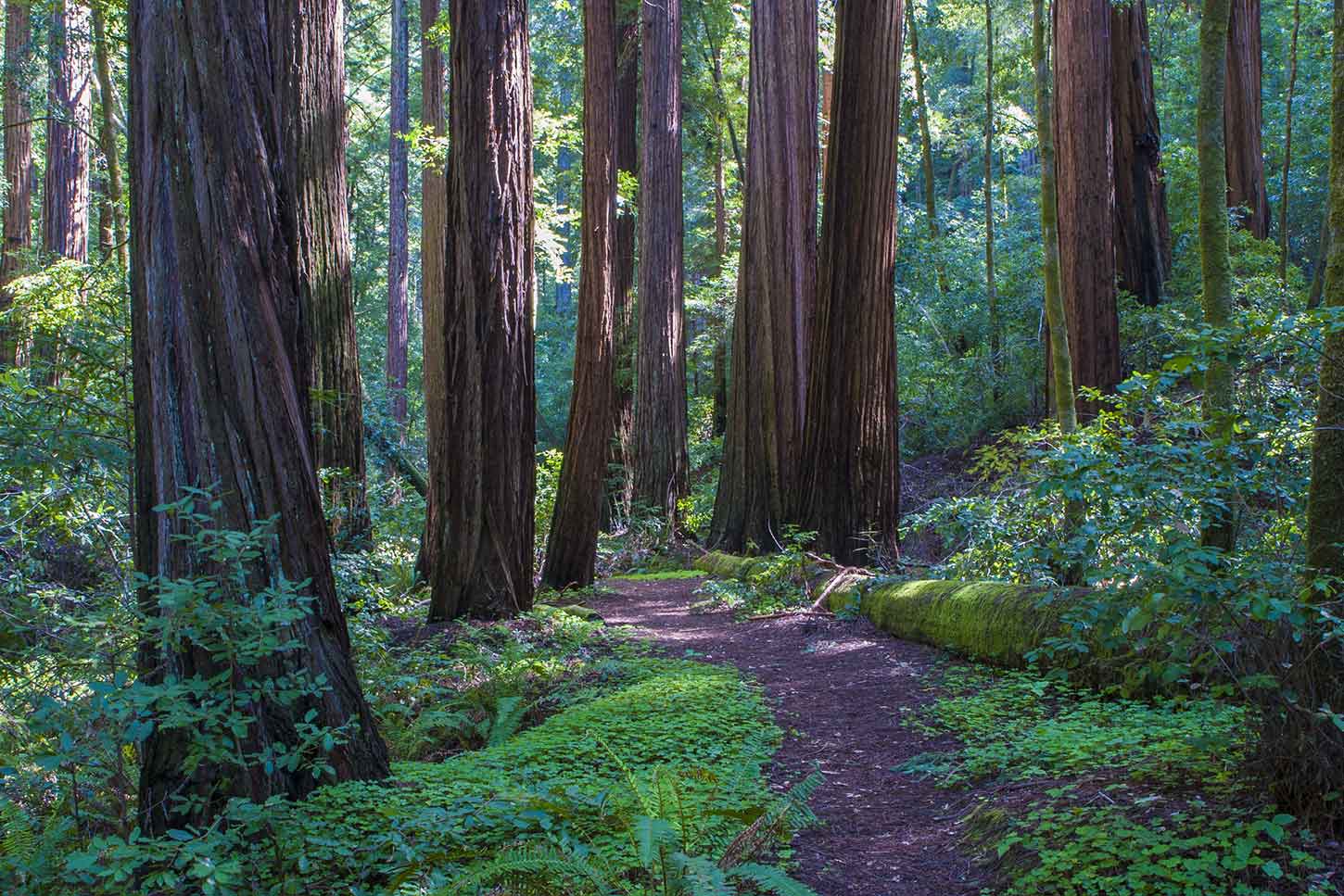 Forest for Trees – 1/2_Full, All GOOD